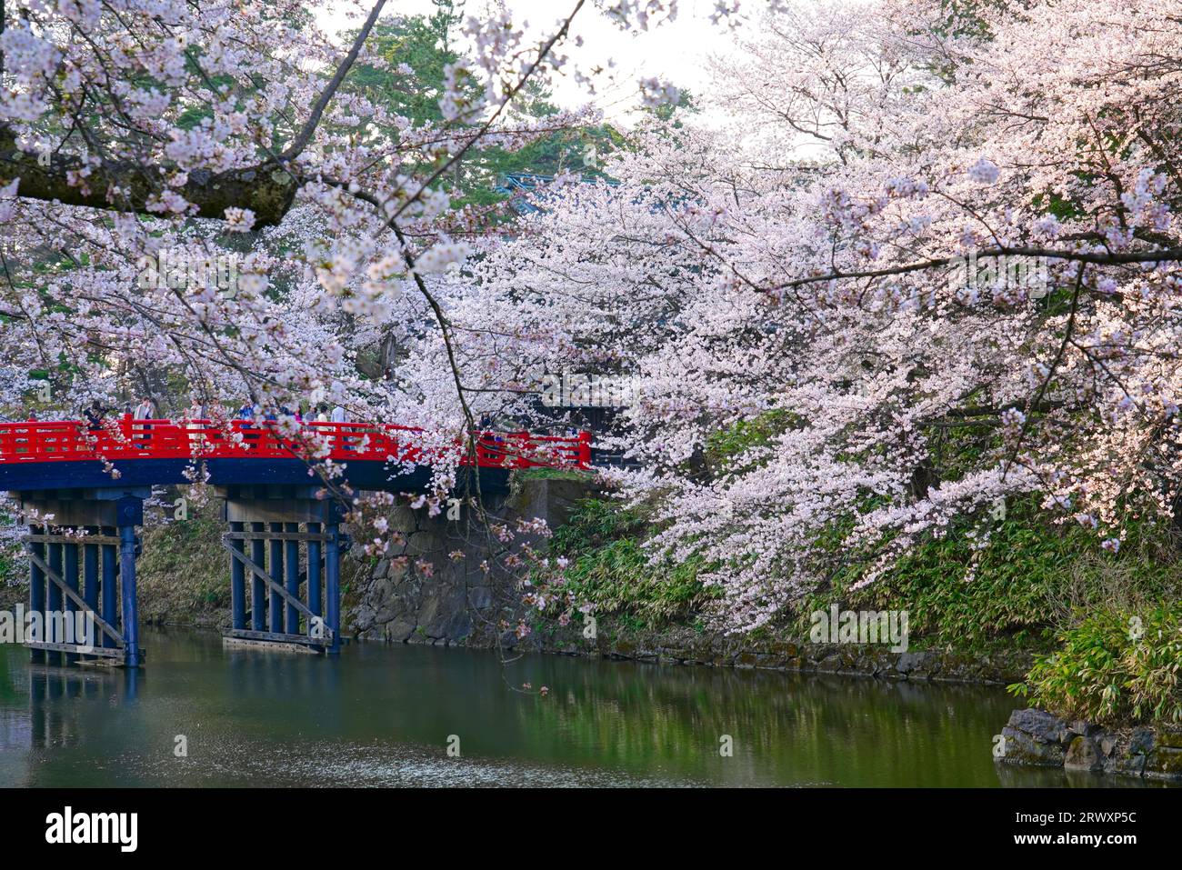 Red bridge cherry blossom hi-res stock photography and images - Alamy