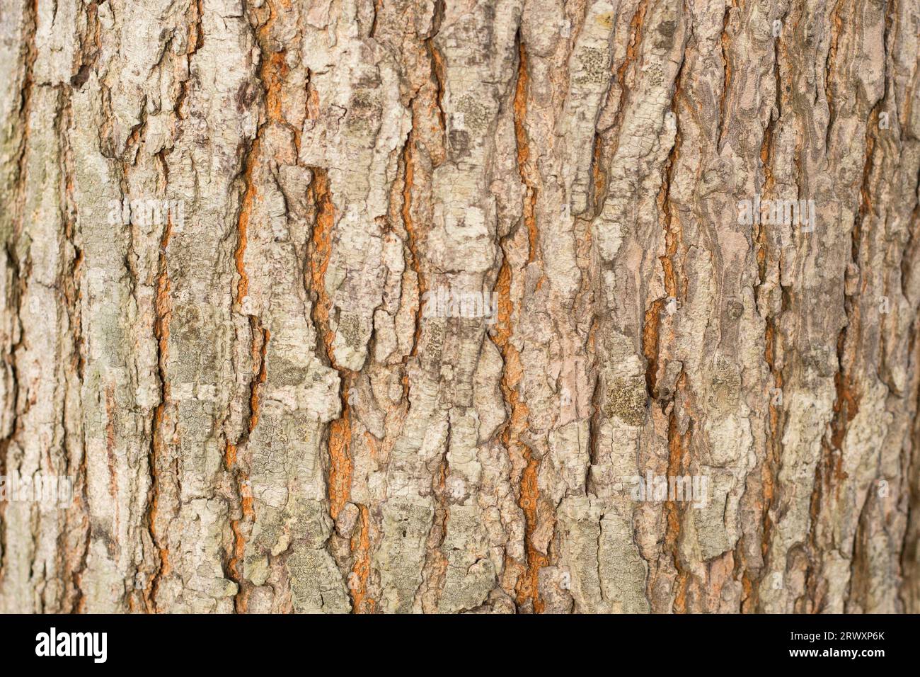 Realistic Tree bark background texture, Seamless texture from tree ...