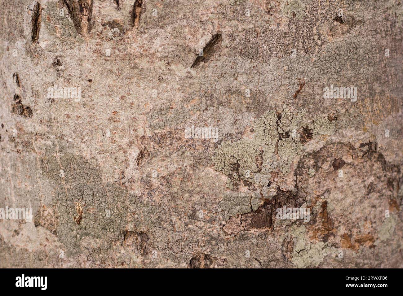 Realistic Tree bark background texture, Seamless texture from tree ...