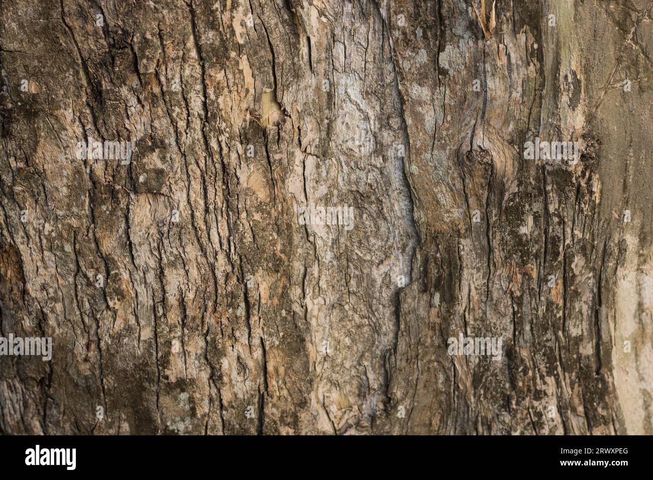 Realistic Tree bark background texture, Seamless texture from tree ...