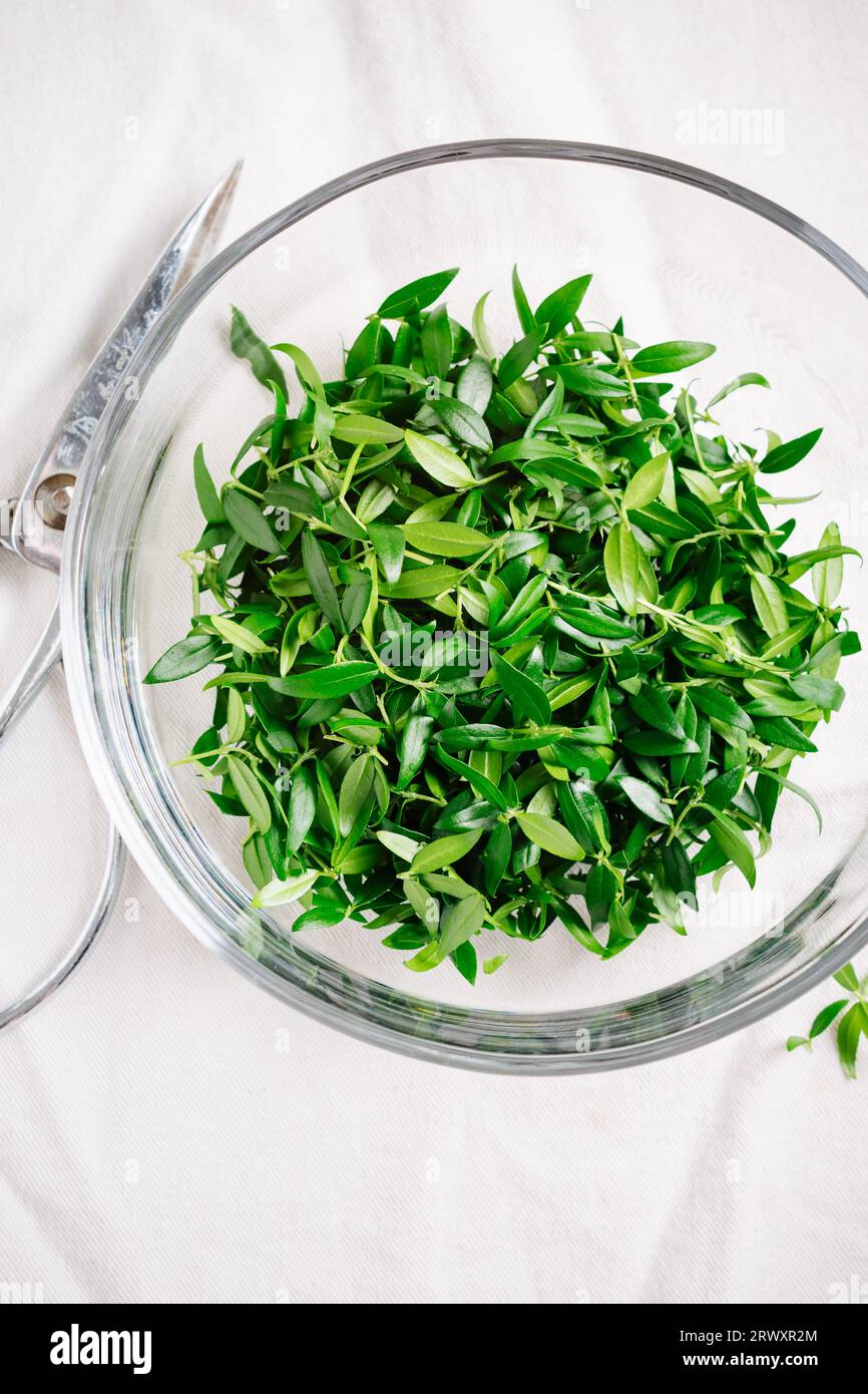 Myrtle tea plant hi-res stock photography and images - Alamy