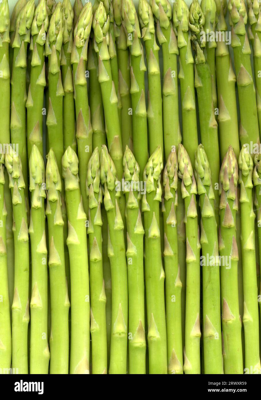 Grüner Spargel ( Asparagus officinalis ) / green asparagus Stock Photo ...