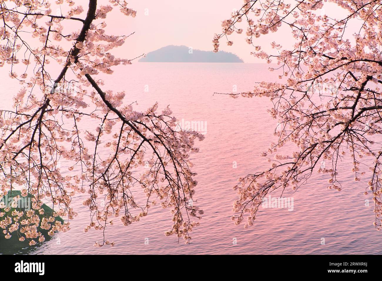 Cherry blossoms in Kaizu-Osaki Stock Photo - Alamy