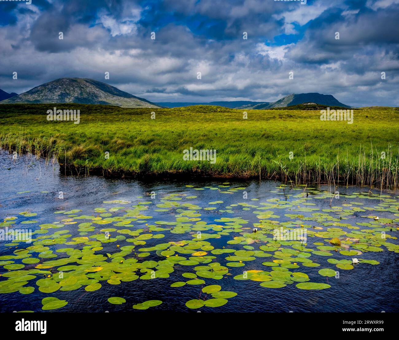 Water Lillys,Connemara,County Galway, Ireland Stock Photo - Alamy