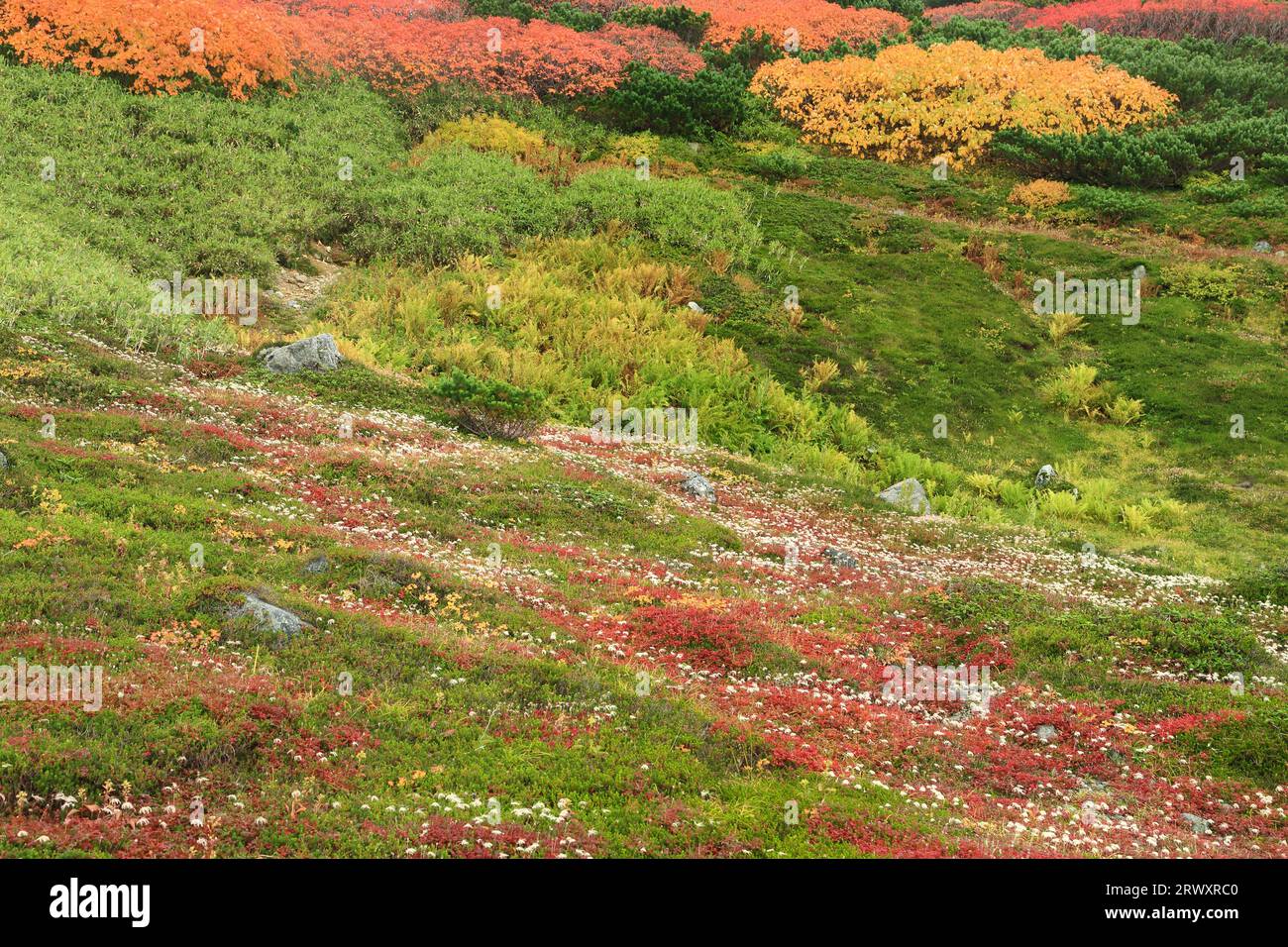 Taisetsu national park hi-res stock photography and images - Alamy