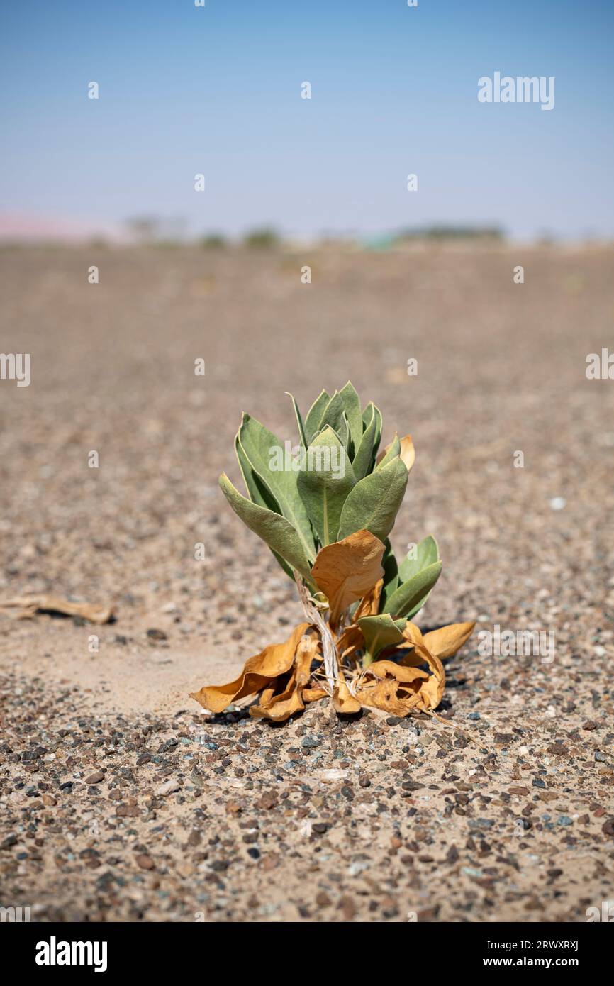 Thriving flora hi-res stock photography and images - Alamy