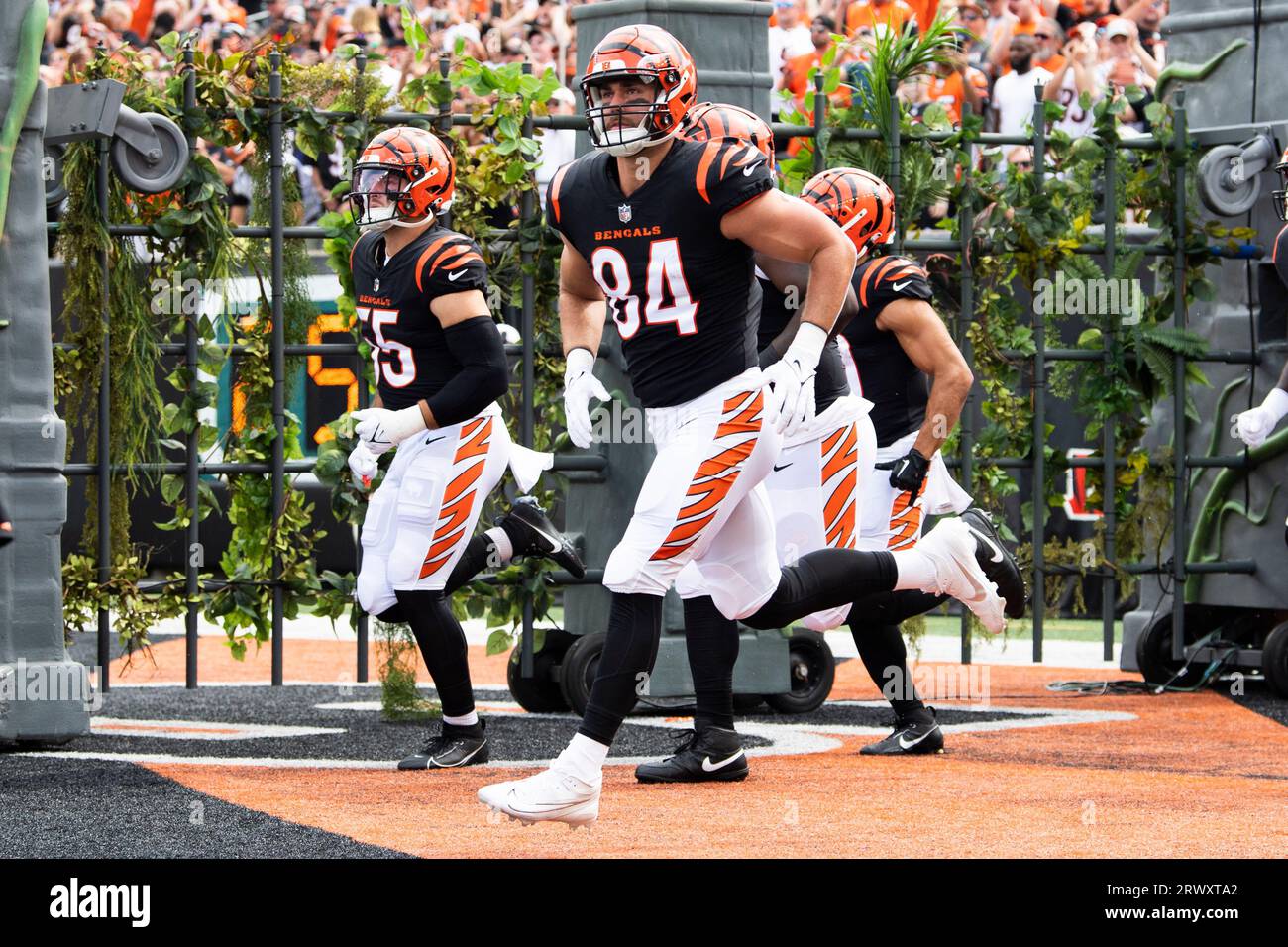 Cincinnati Bengals tight end Mitchell Wilcox (84) takes the field ...