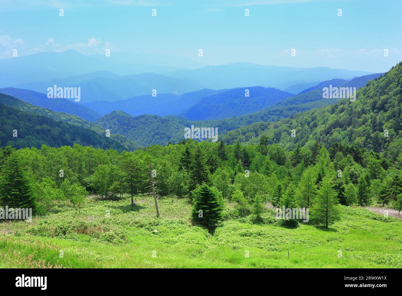 Of the ga national forest park hi-res stock photography and images - Alamy
