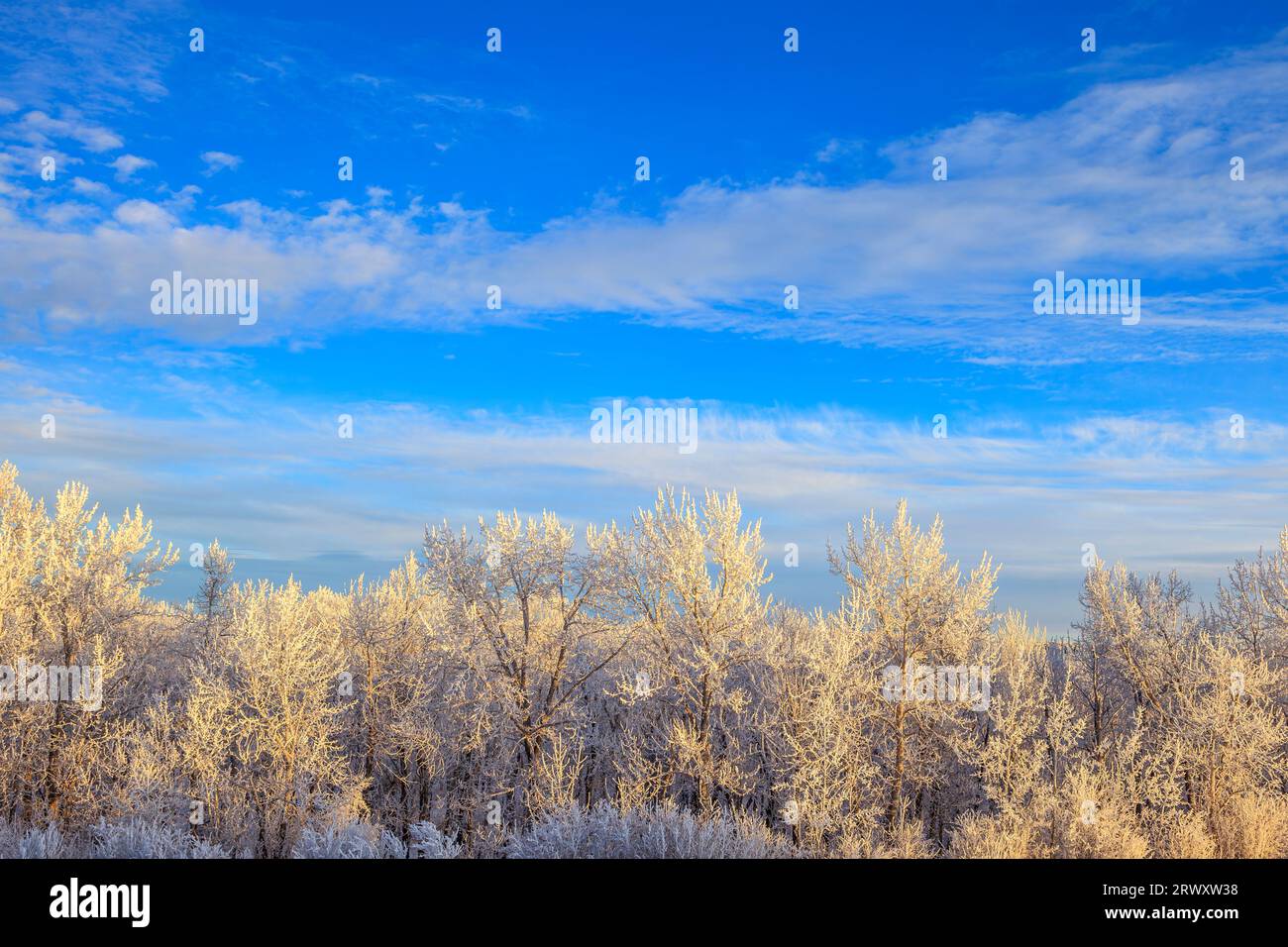 Hoar forst hi-res stock photography and images - Alamy