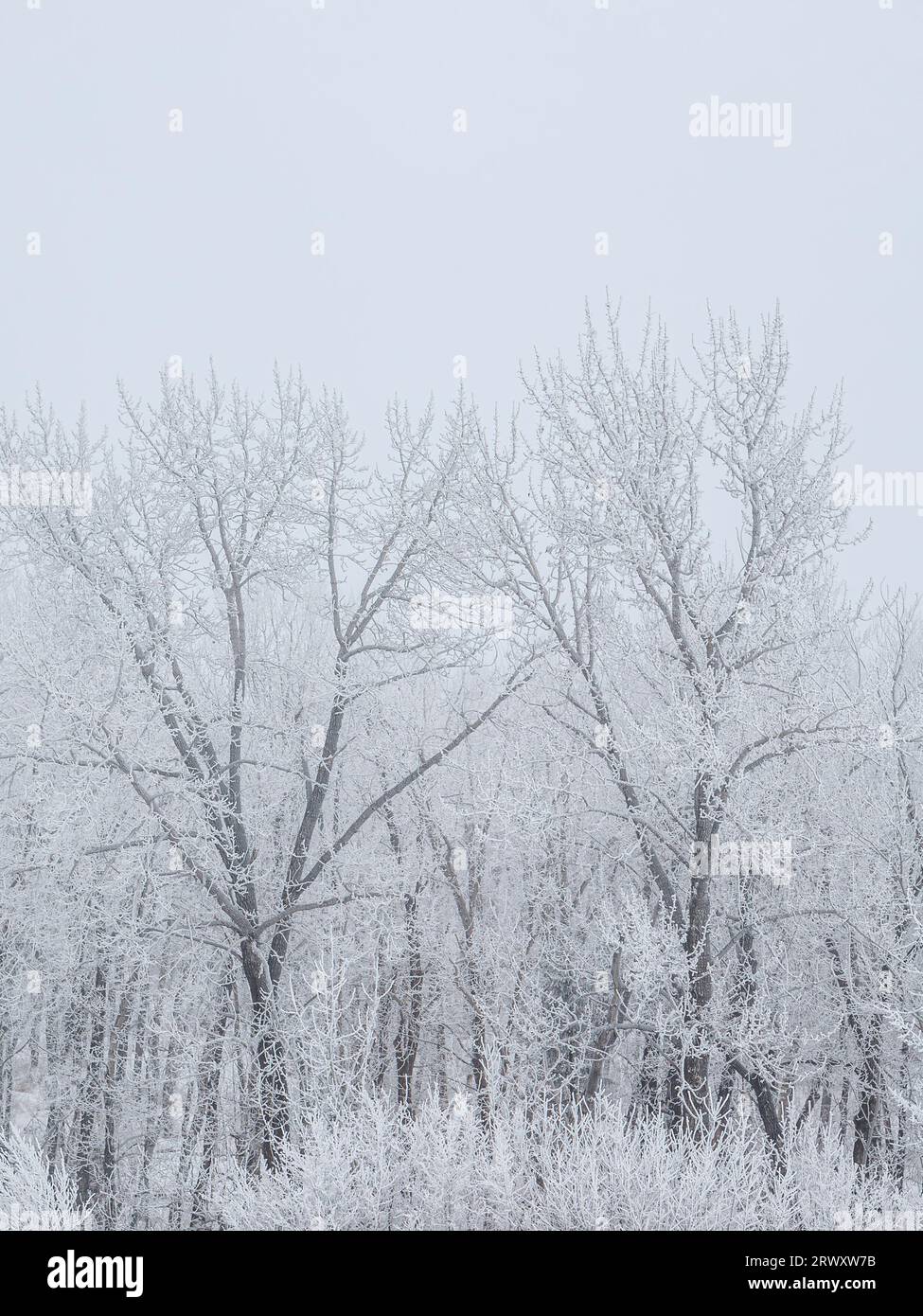A moody winter scene with large cottonwood trees covered in hoar frost ...
