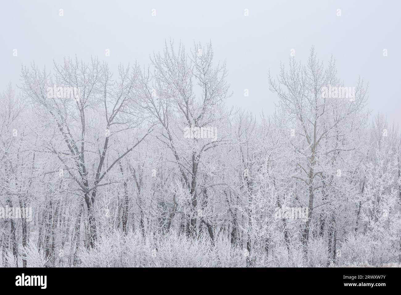 A moody winter scene with large cottonwood trees covered in hoar frost ...
