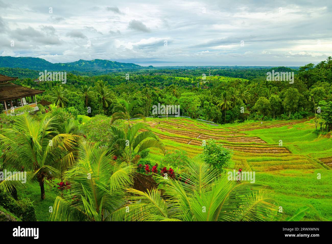 Rice terraces on Bali. Indonesia Stock Photo - Alamy