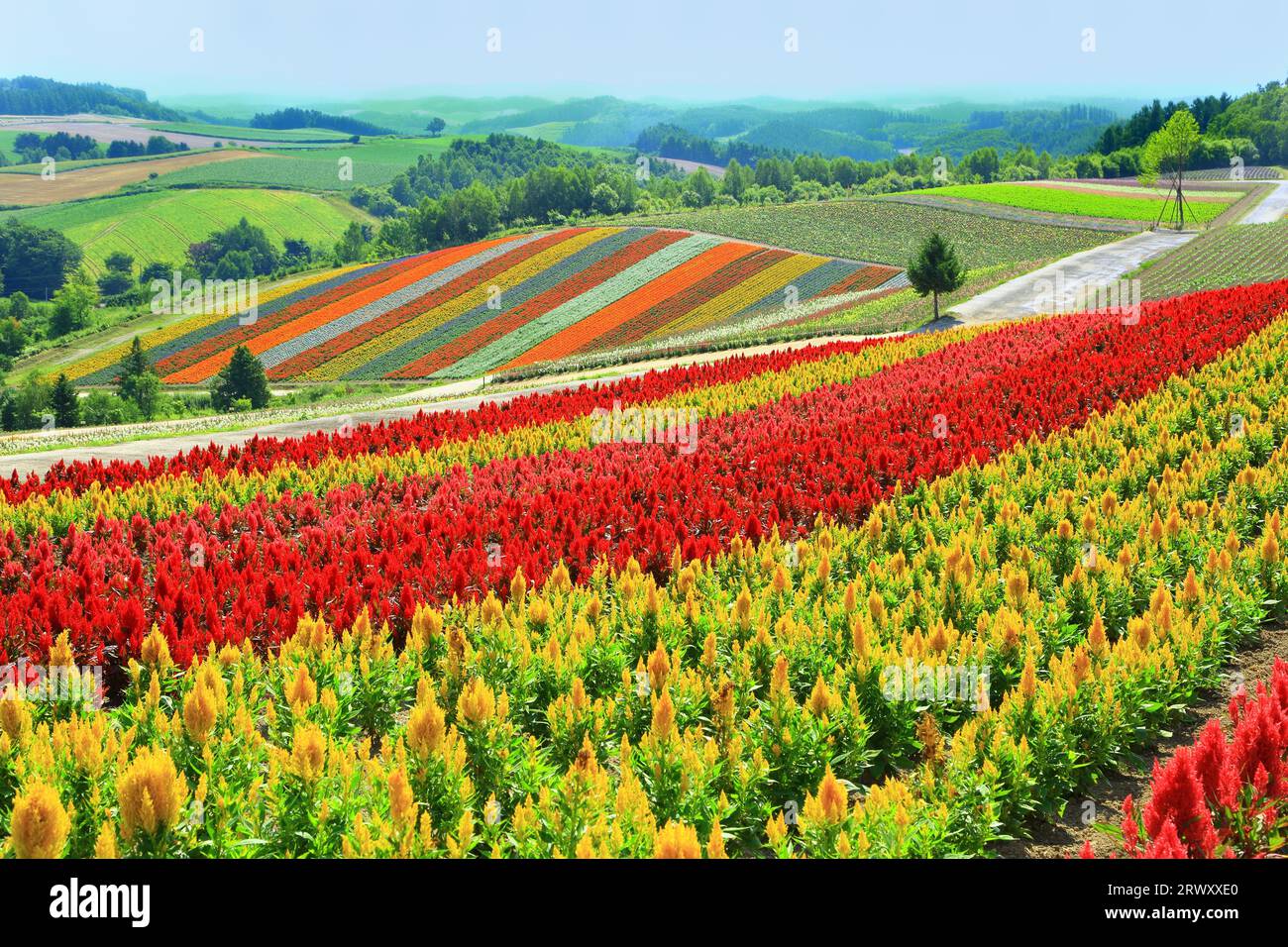 Shikisai no oka flower garden hi-res stock photography and images - Alamy