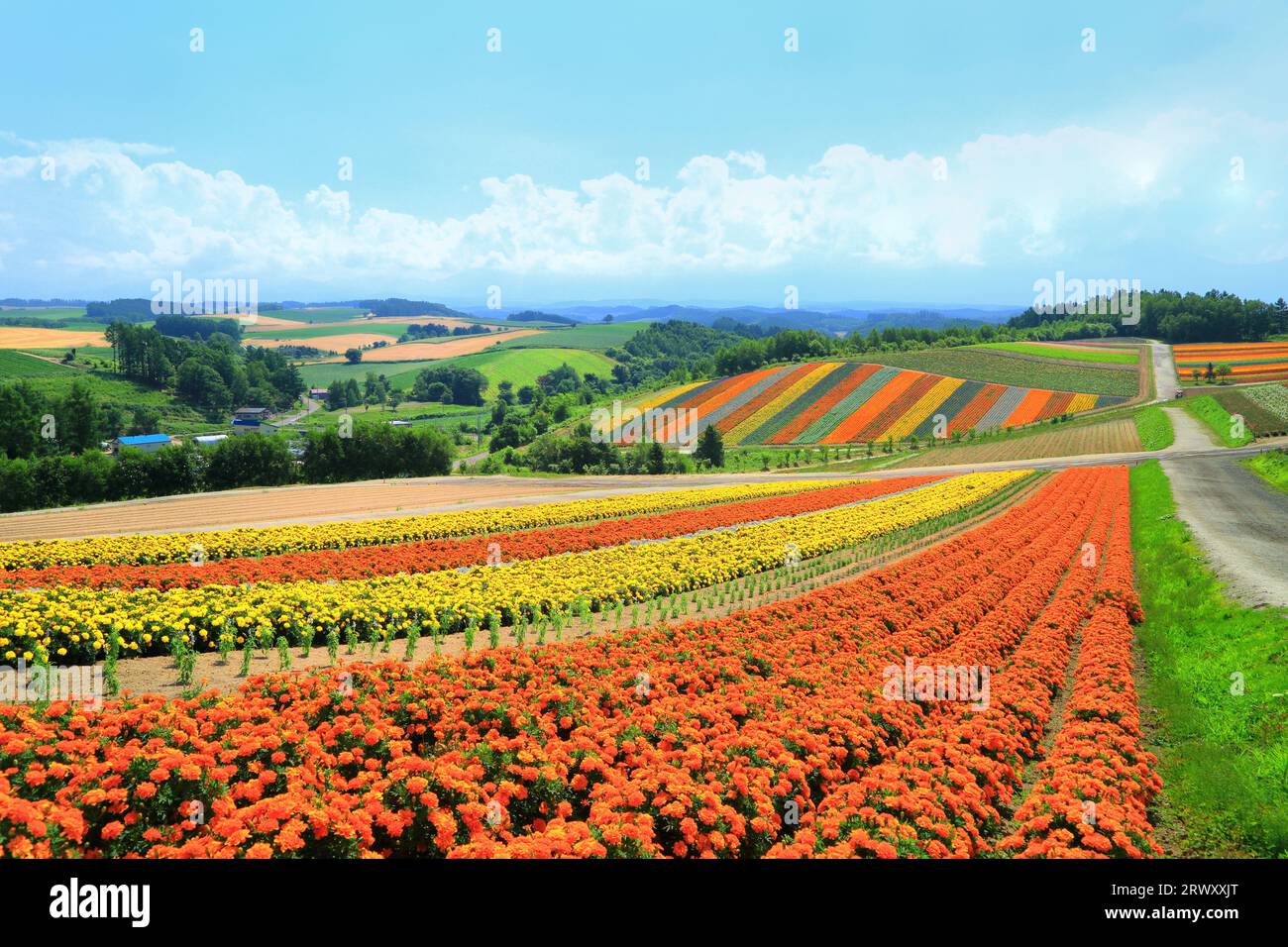 Shikisai no oka flower garden hi-res stock photography and images - Alamy