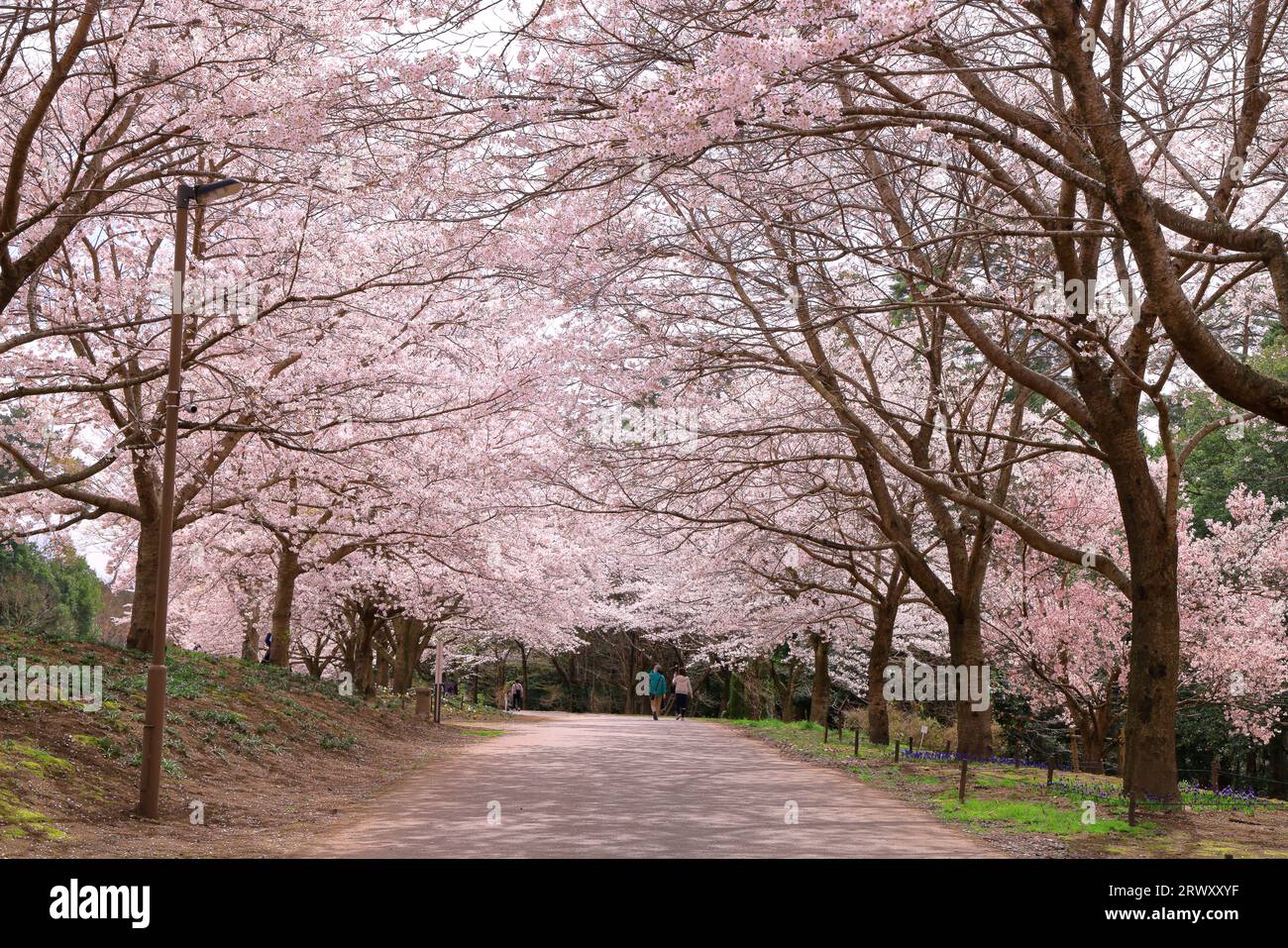 Tottori hanakairo flower park hi-res stock photography and images - Alamy