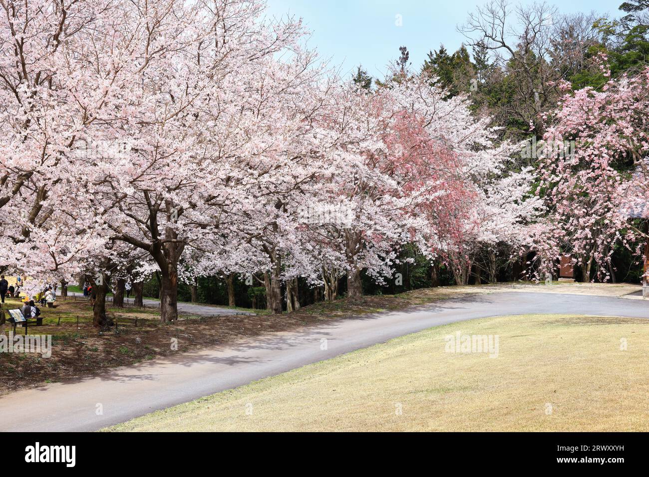 Tottori hanakairo flower park hi-res stock photography and images - Alamy