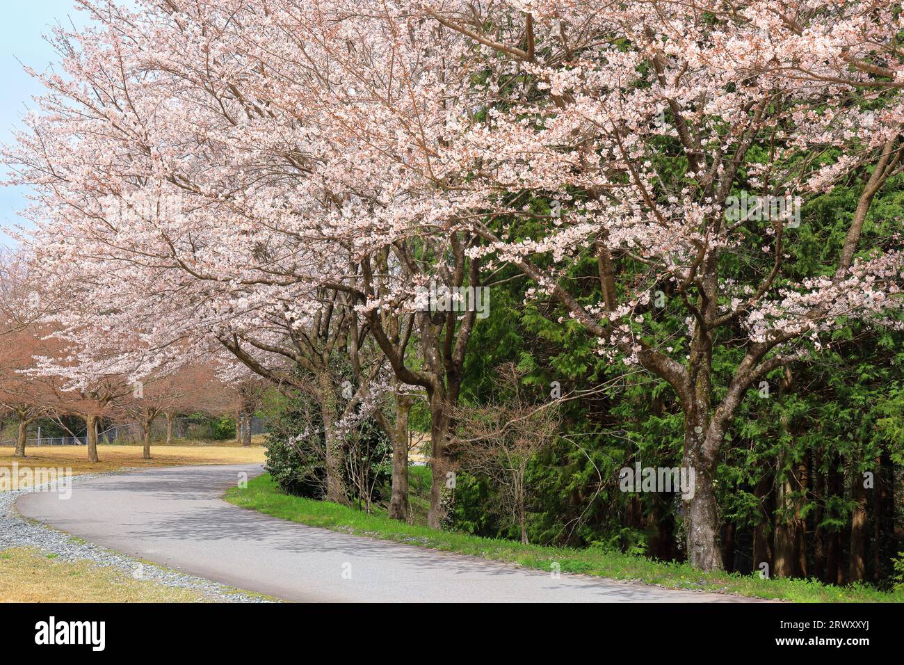 Cherry blossom corridor hi-res stock photography and images - Alamy