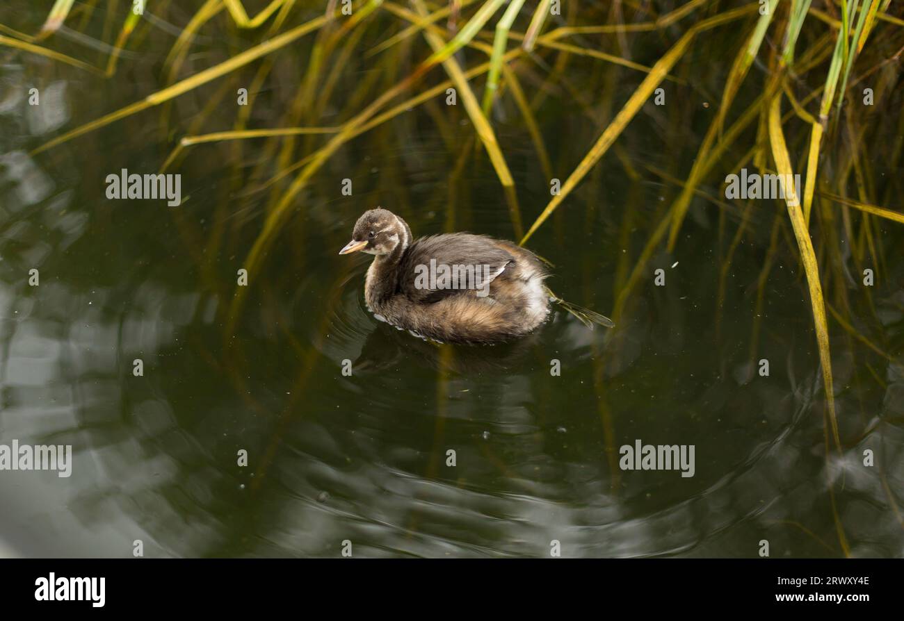 Duckling sitting hi-res stock photography and images - Alamy