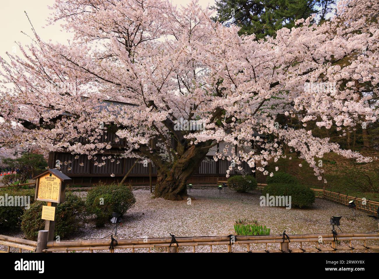 Someiyoshino, the longest-lived cherry tree in Hirosaki Park Stock ...