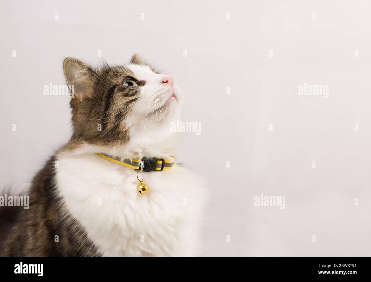 Cute cat looking upwards in a studio Stock Photo - Alamy