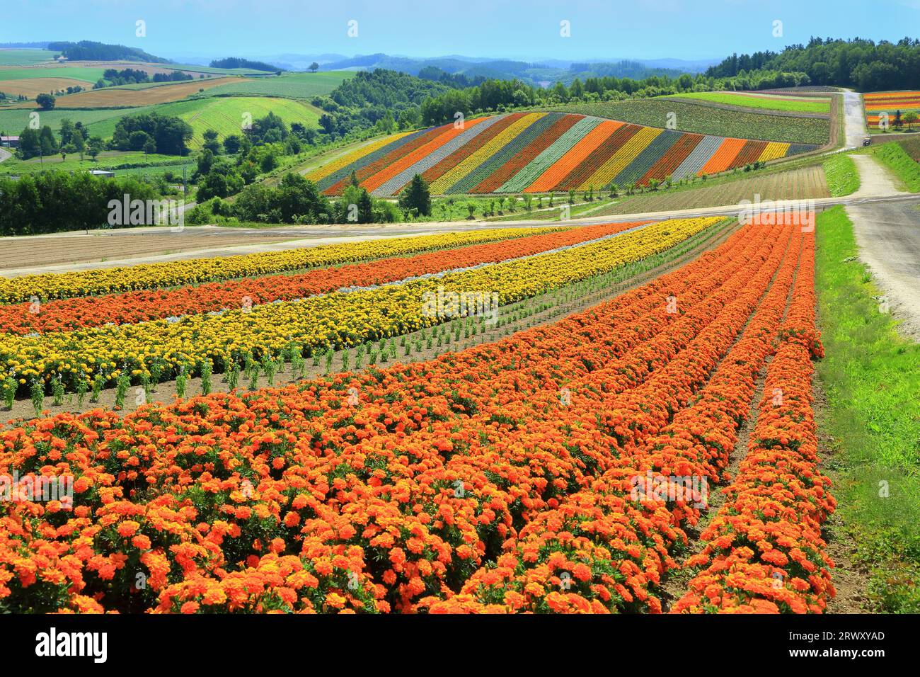 Shikisai no oka hokkaido hi-res stock photography and images - Alamy