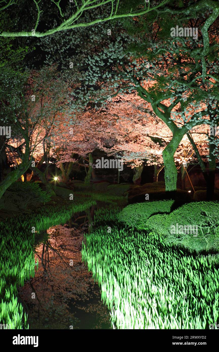 Cherry blossoms illuminated night hi-res stock photography and images ...