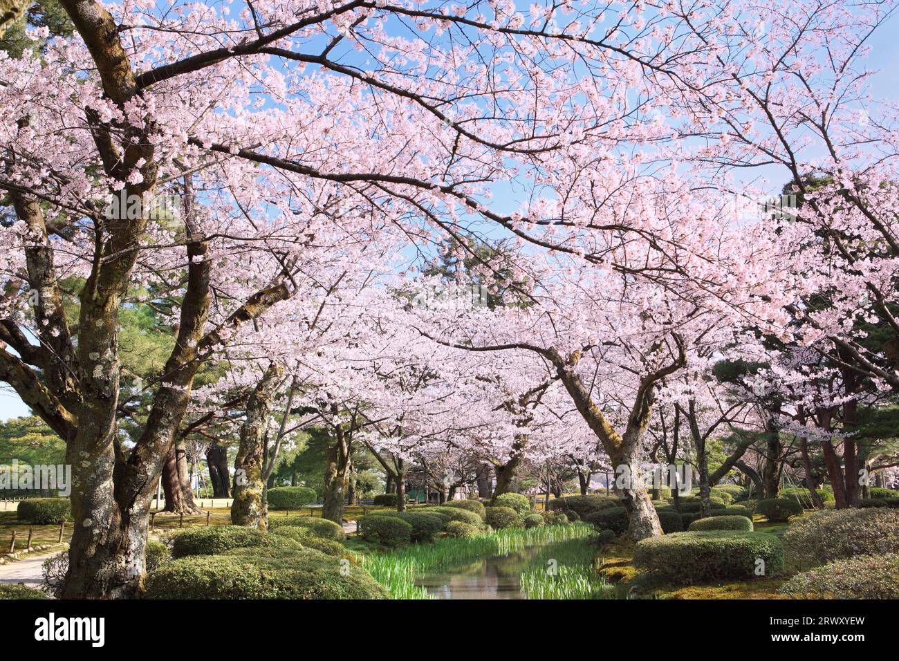 Cherry blossoms in Kenrokuen Garden, Ishikawa Stock Photo - Alamy