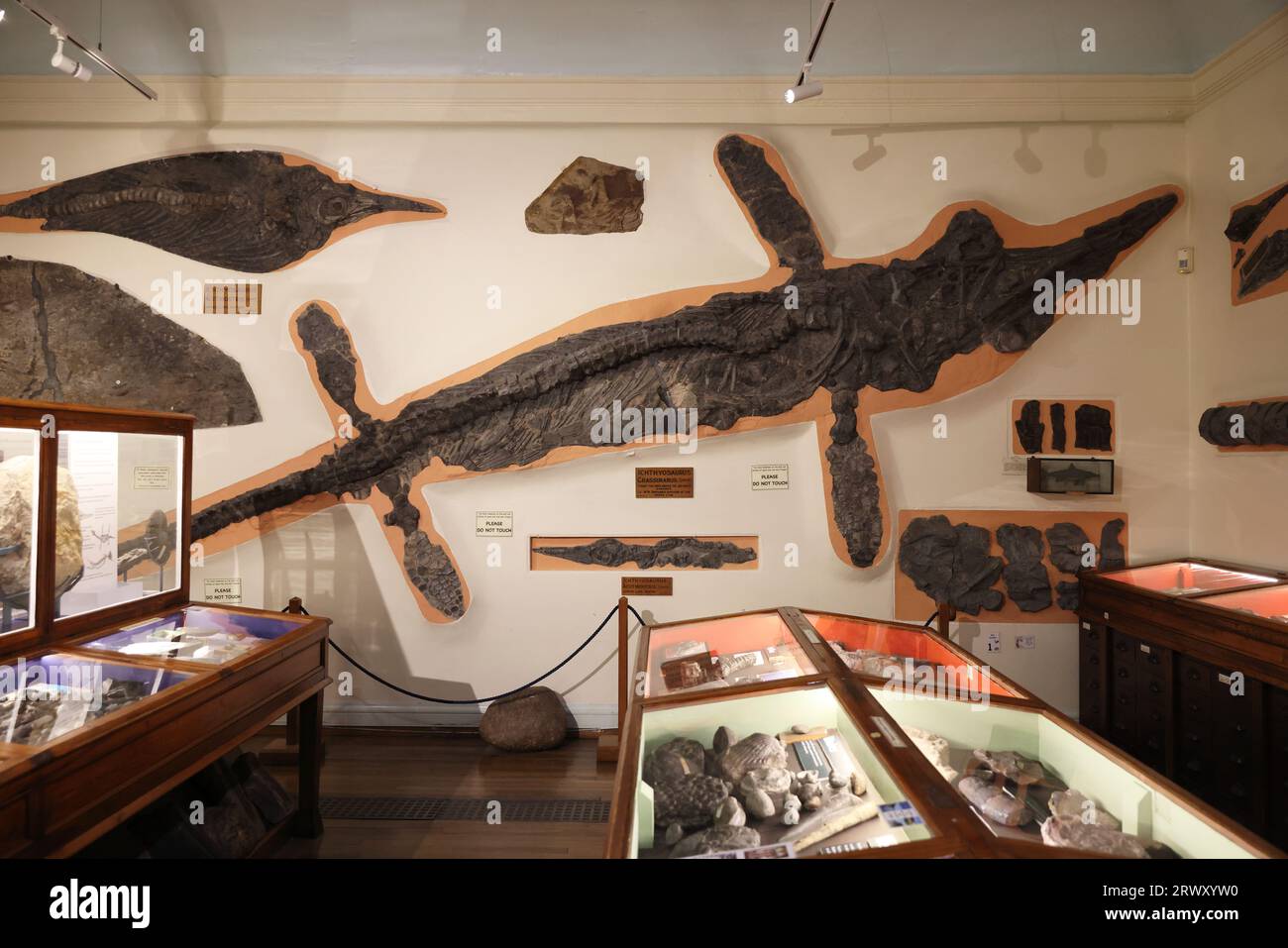 Whitby Museum, an independent Victorian museum full of fascinating ...