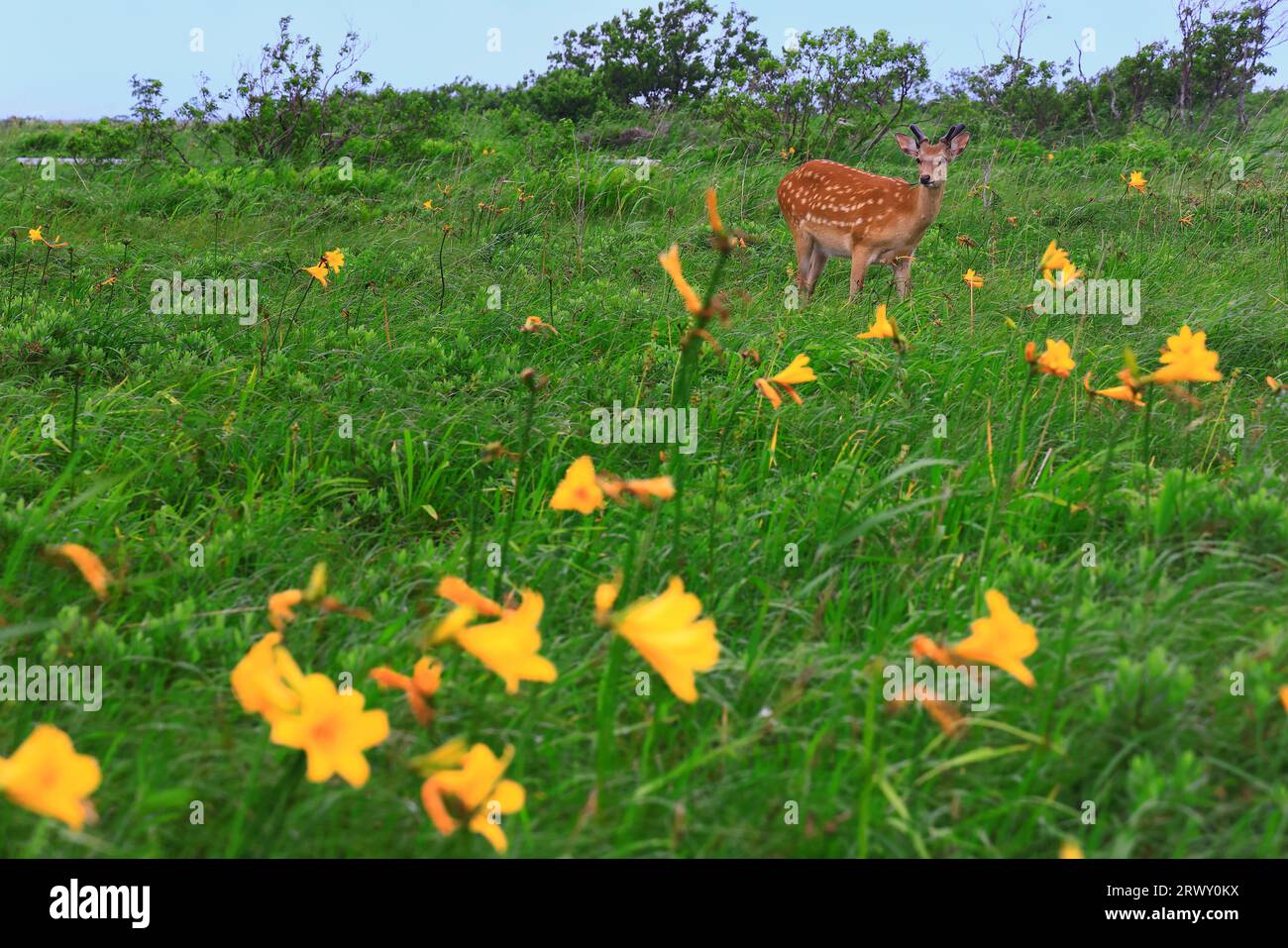 Sarobetsu wild flowers Ezo sika deer and Ezo kanzo flowers Hokkaido ...