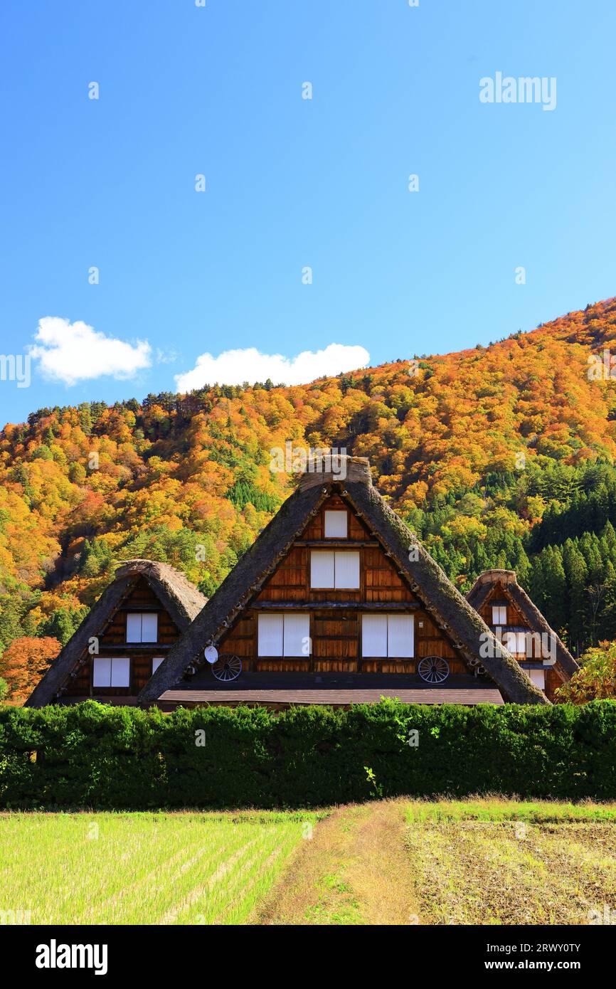 Shirakawa-go in autumn leaves, Gifu Prefecture Stock Photo - Alamy