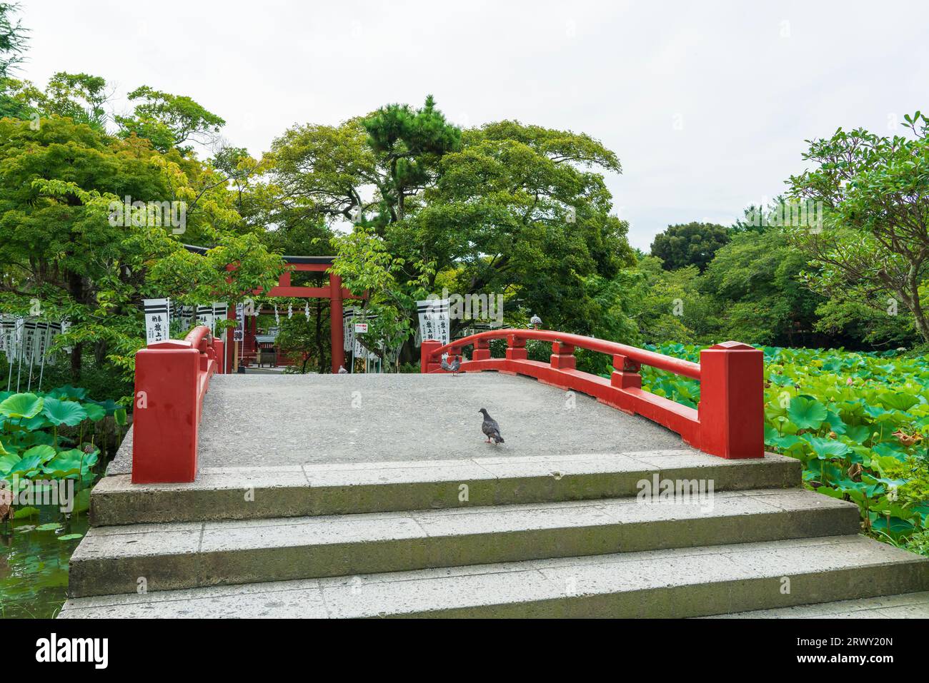 Tsurugaoka Hachimangu Shrine Stock Photo - Alamy