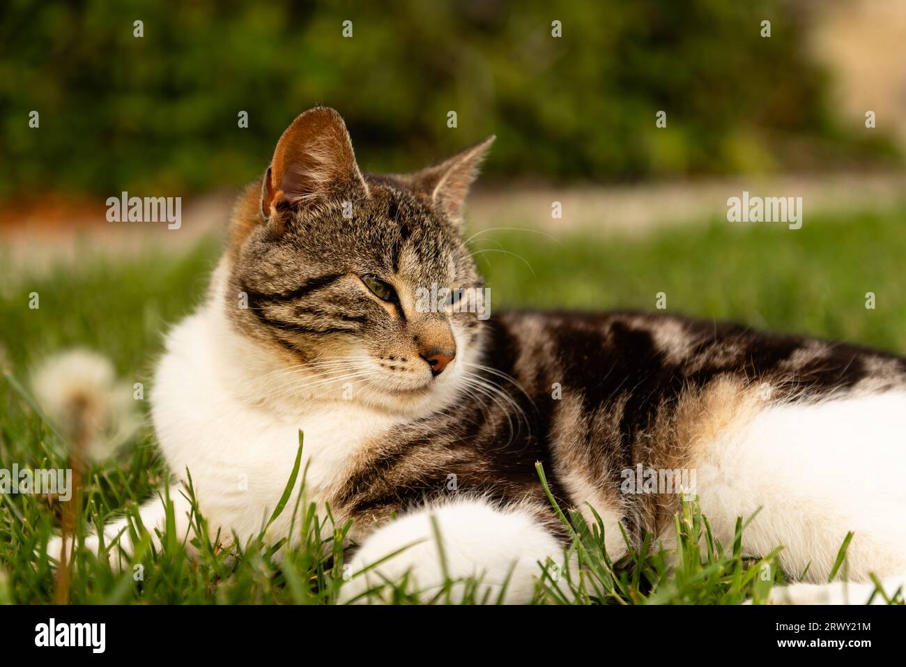 Cat small face hi-res stock photography and images - Alamy