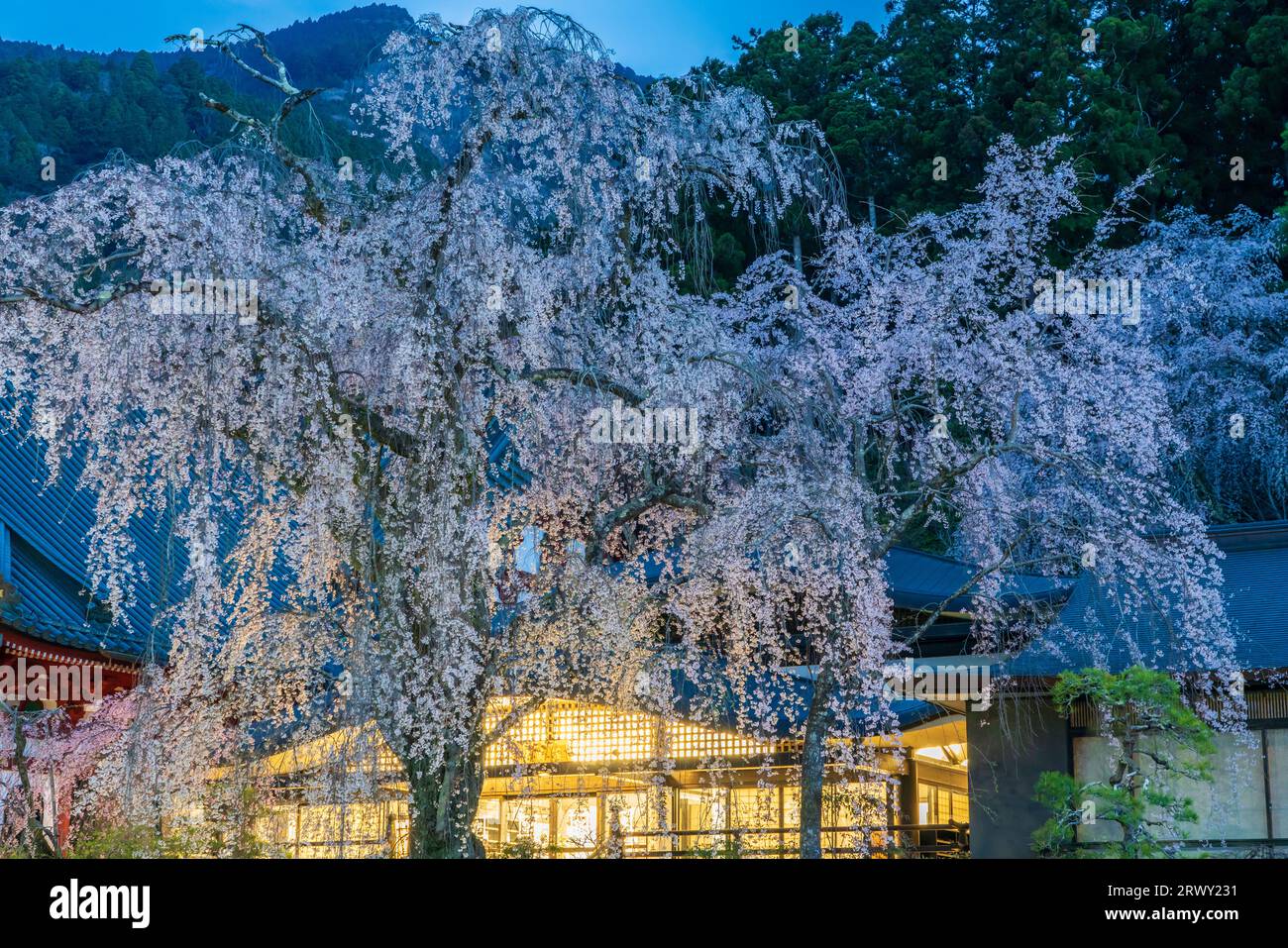 Kuon ji minobu hi-res stock photography and images - Alamy