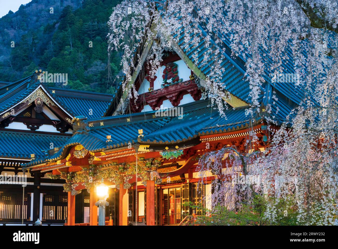 Minobu-san Kuon-ji Temple with weeping cherry blossoms Stock Photo - Alamy