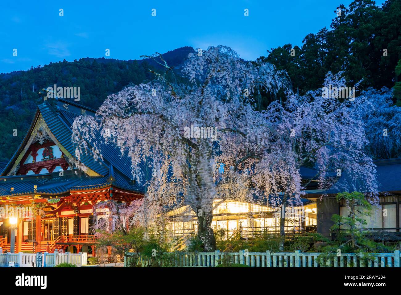 Minobu-san Kuon-ji Temple with weeping cherry blossoms Stock Photo - Alamy