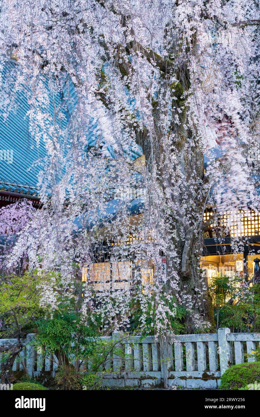 Kuon ji minobu hi-res stock photography and images - Alamy