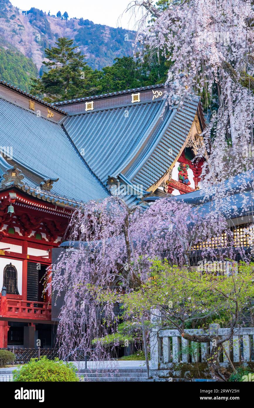 Minobu-san Kuon-ji Temple with weeping cherry blossoms Stock Photo - Alamy