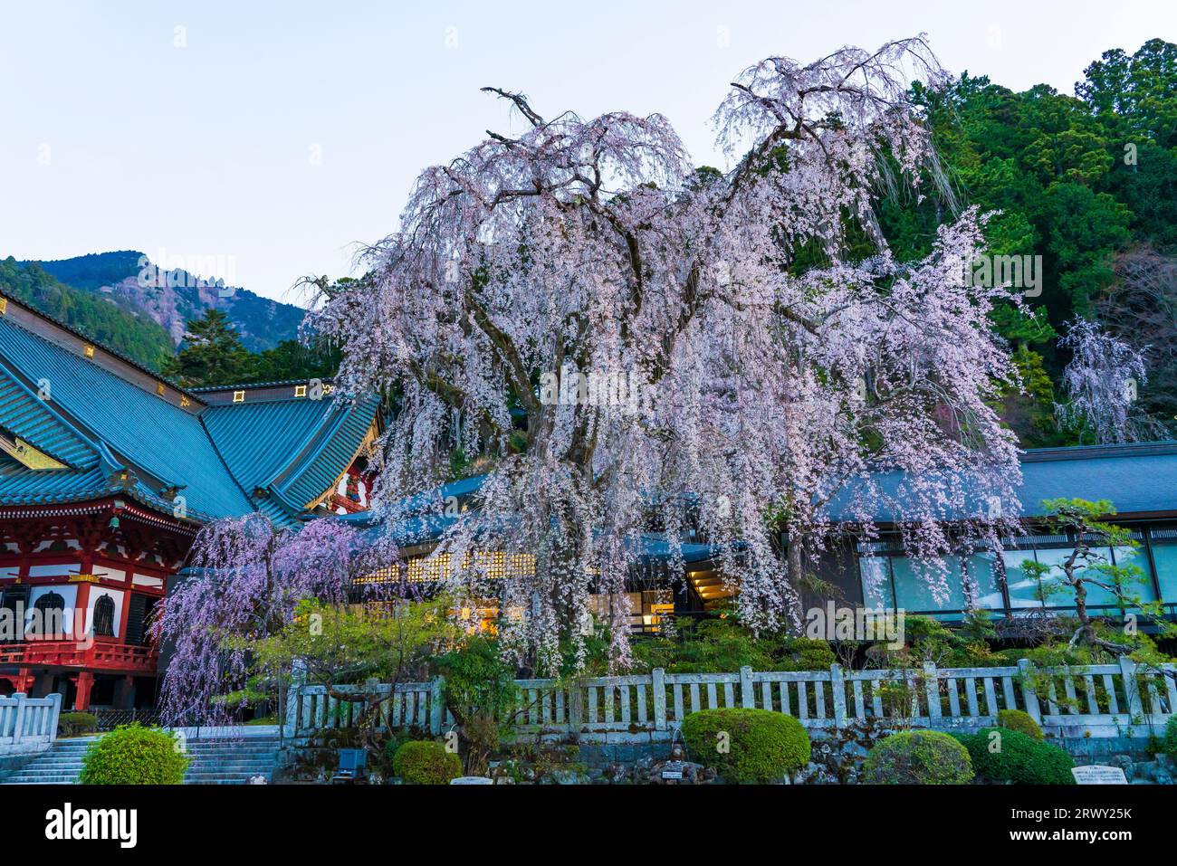 Minobu-san Kuon-ji Temple with weeping cherry blossoms Stock Photo - Alamy