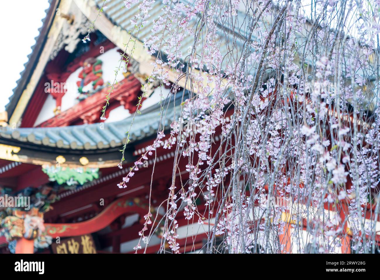 Minobu-san Kuon-ji Temple with weeping cherry blossoms Stock Photo - Alamy