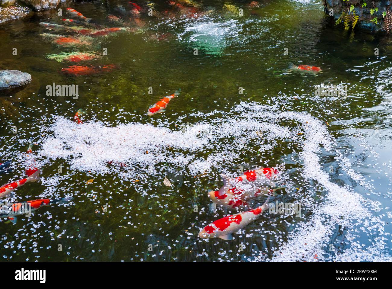Pink carp hi-res stock photography and images - Alamy