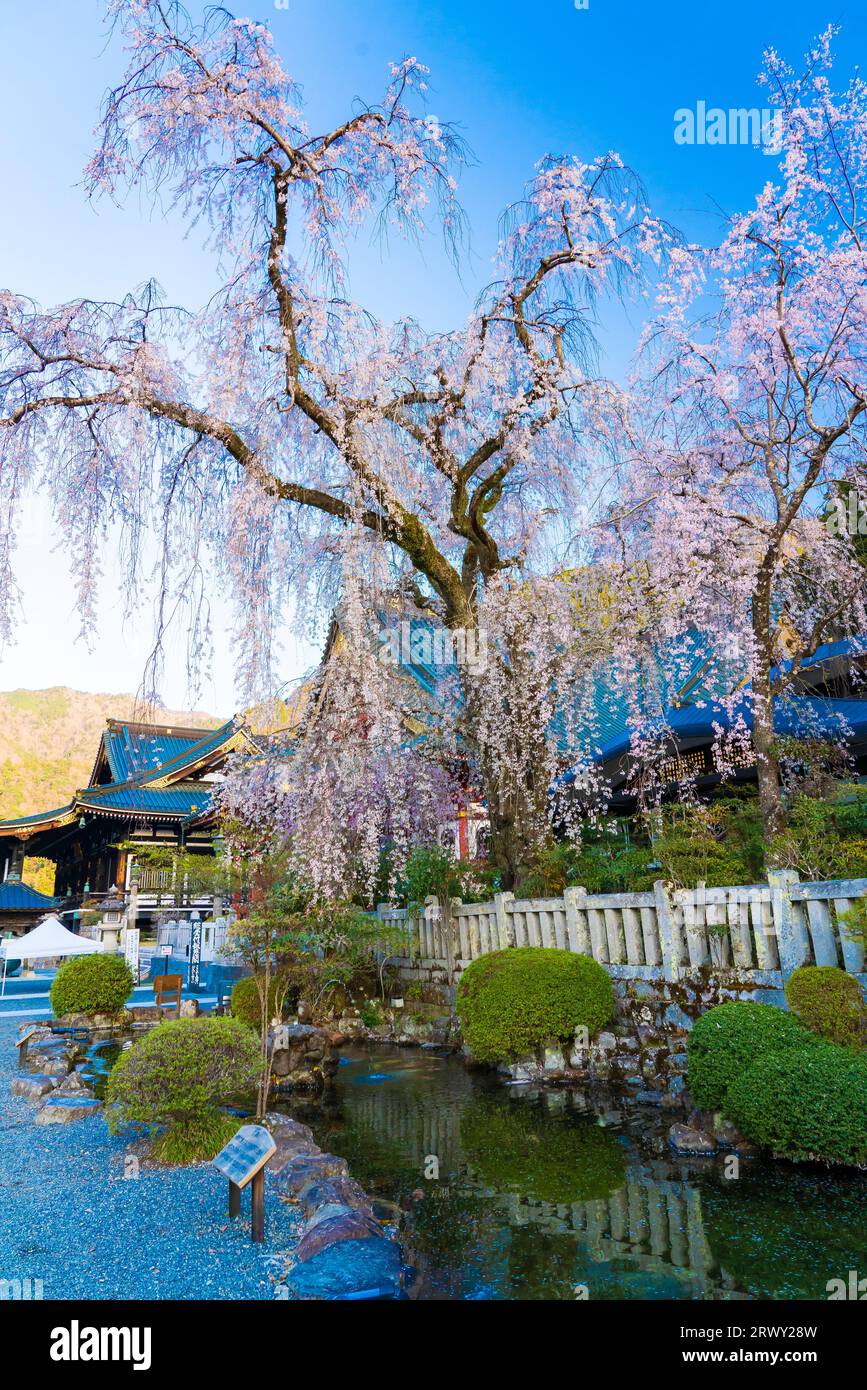 Minobu-san Kuon-ji Temple with weeping cherry blossoms Stock Photo - Alamy