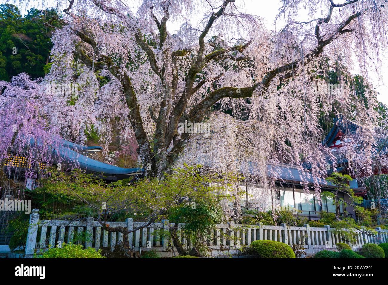 Minobu-san Kuon-ji Temple with weeping cherry blossoms Stock Photo - Alamy