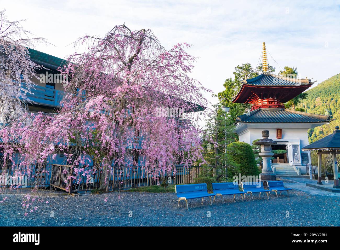 Minobu-san Kuon-ji Temple with weeping cherry blossoms Stock Photo - Alamy