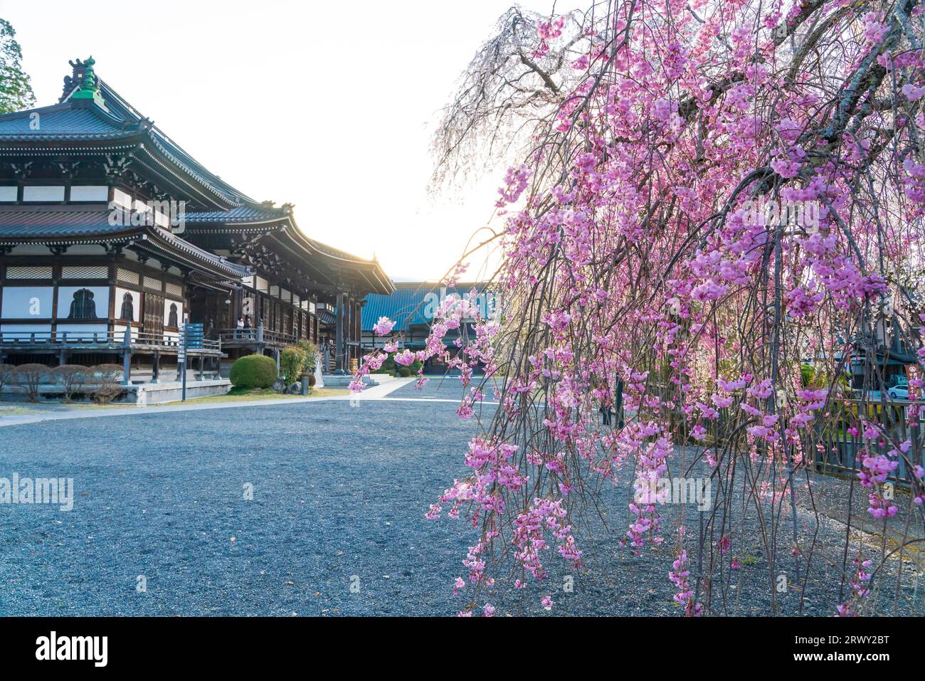 Minobu-san Kuon-ji Temple with weeping cherry blossoms Stock Photo - Alamy