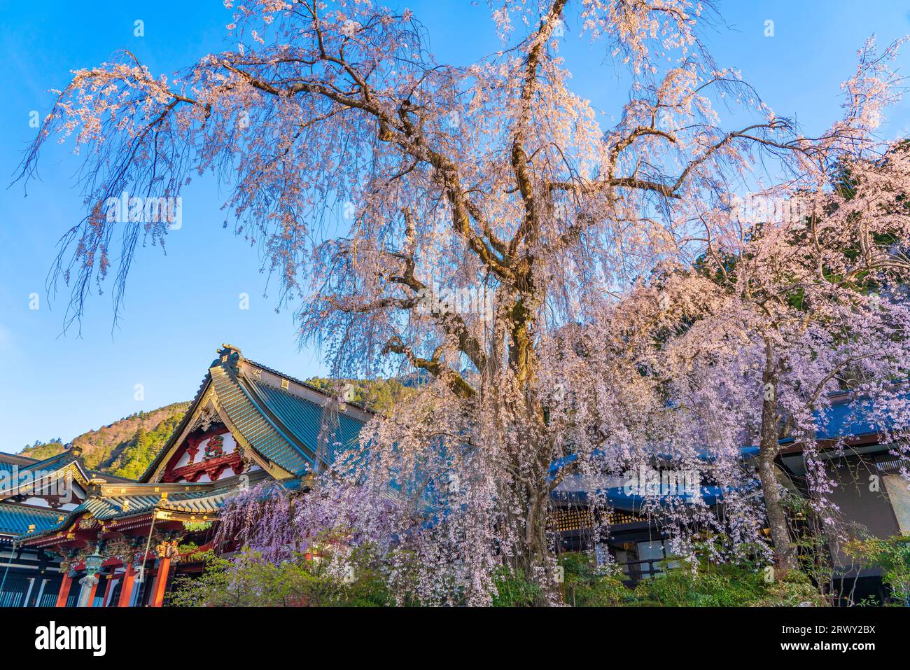 Kuon ji minobu hi-res stock photography and images - Alamy