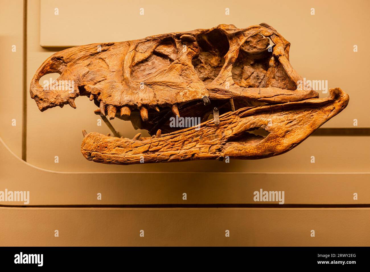 Moscow, Russia - July 27, 2023: reptile skull in the museum ...