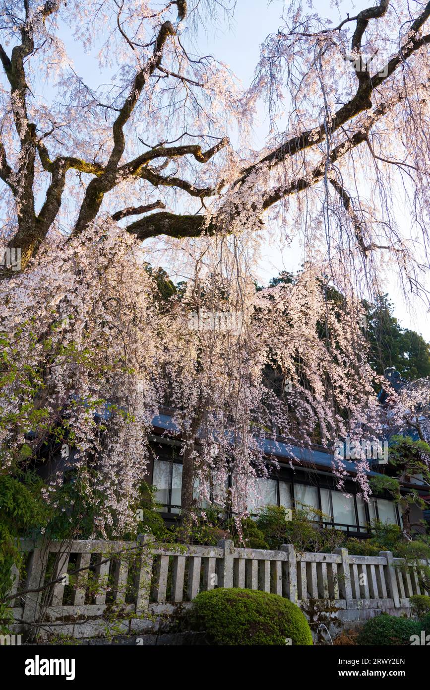 Kuon ji minobu hi-res stock photography and images - Alamy