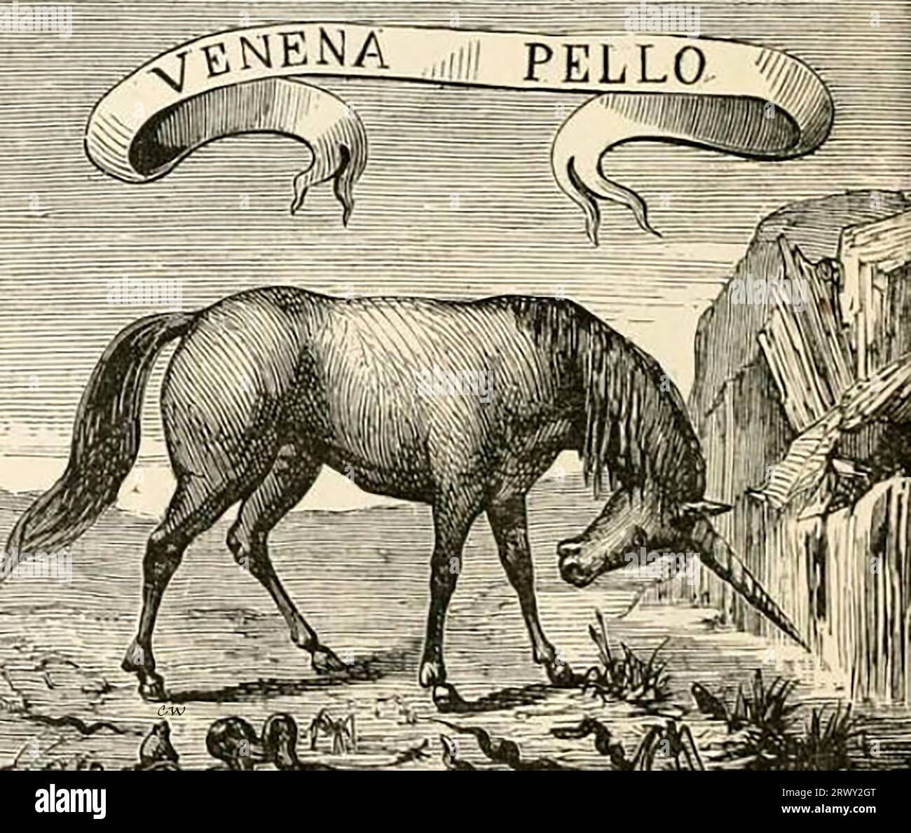 A unicorn featured on the device of the Orsini family an Italian noble ...