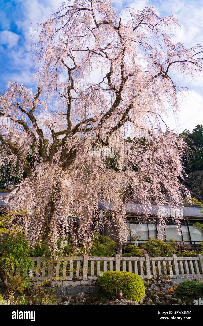 Minobu-san Kuon-ji Temple with weeping cherry blossoms Stock Photo - Alamy
