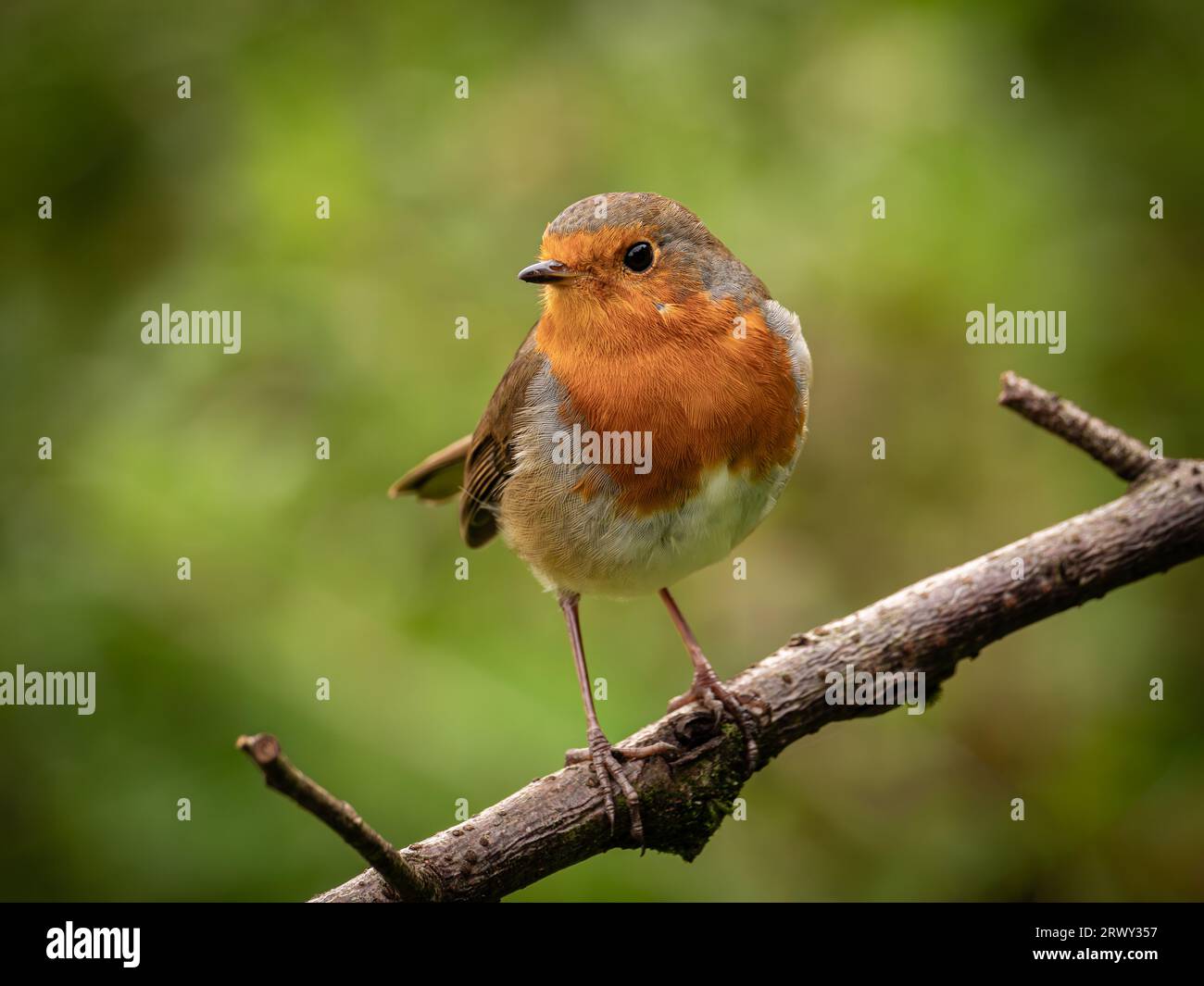 Robin photograph hi-res stock photography and images - Alamy